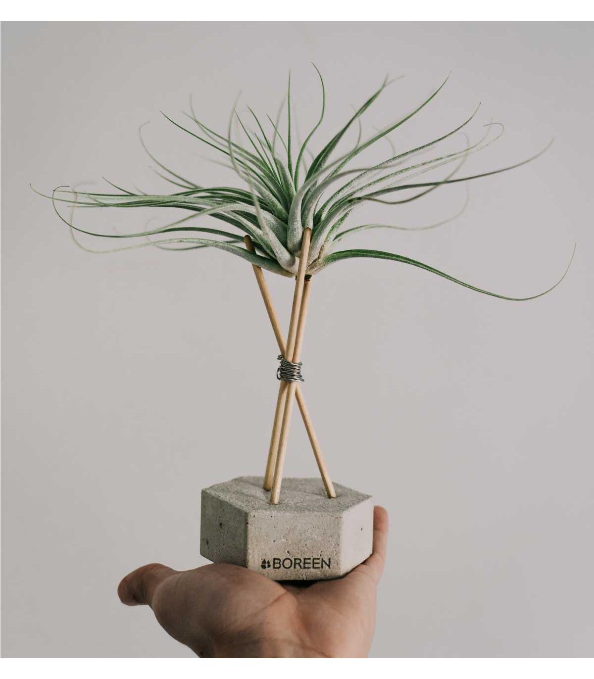BOREEN Shop - Planta de aire Tillandsia ELI