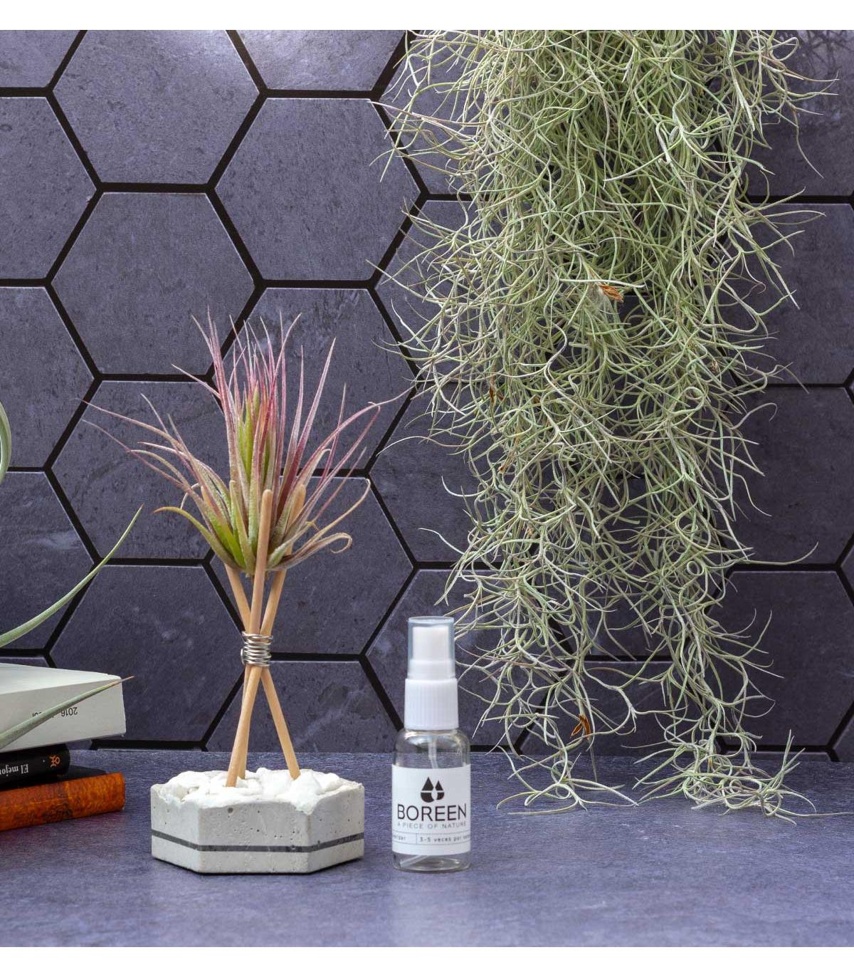 BOREEN Shop - Planta de aire Tillandsia SPA